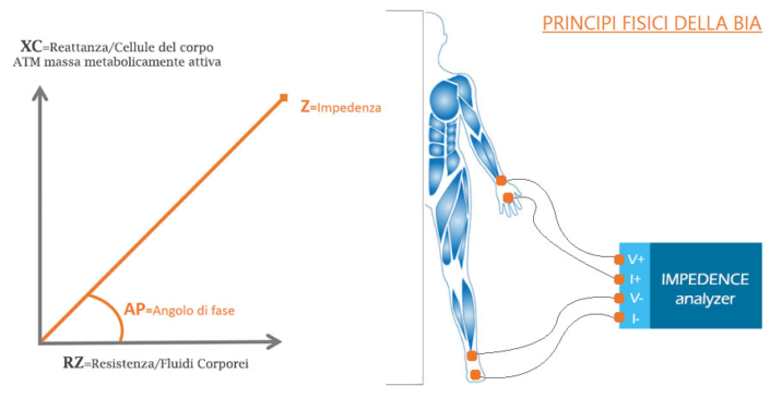 Bioimpedenziometria | BIA | Composizione Corporea | Monaco Nutrizione
